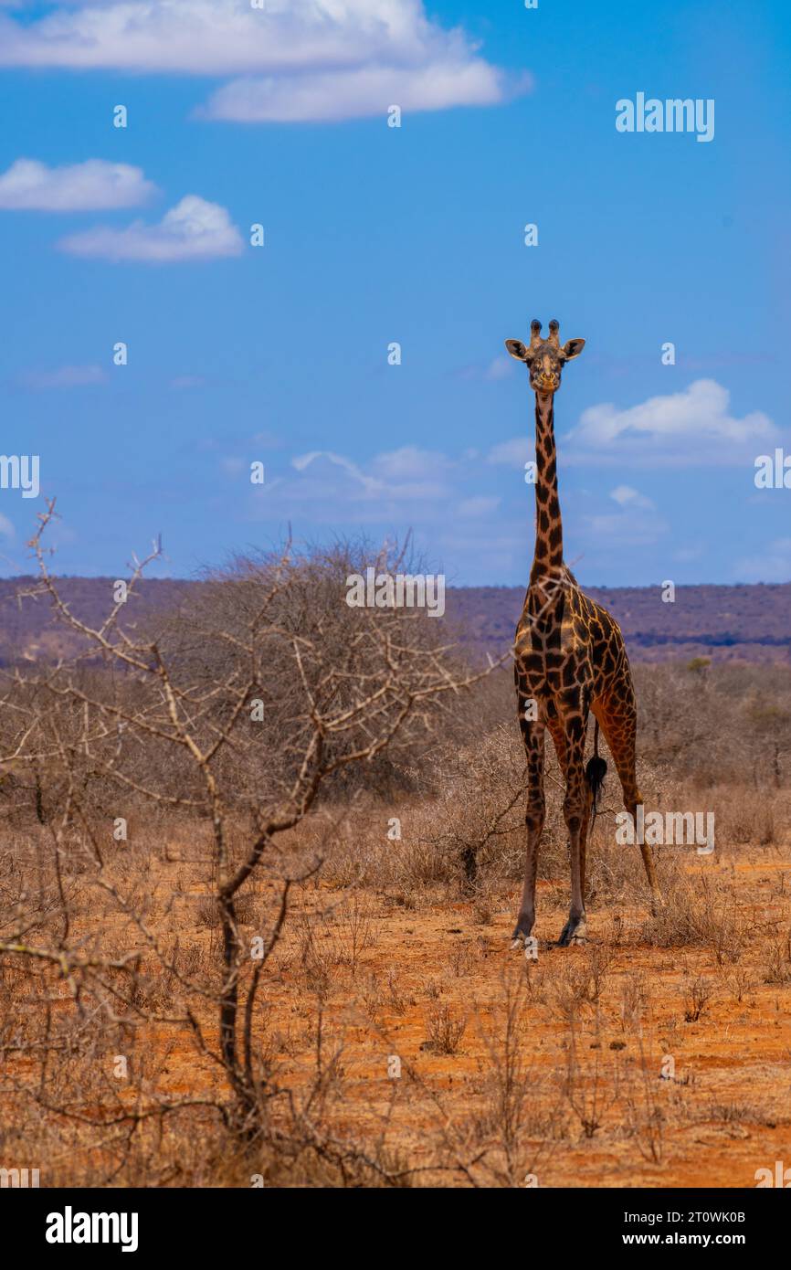 Maasai_mara hi-res stock photography and images - Alamy
