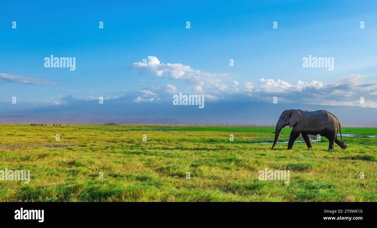 African Elephants, African Elephant, Group of African Elephants ...