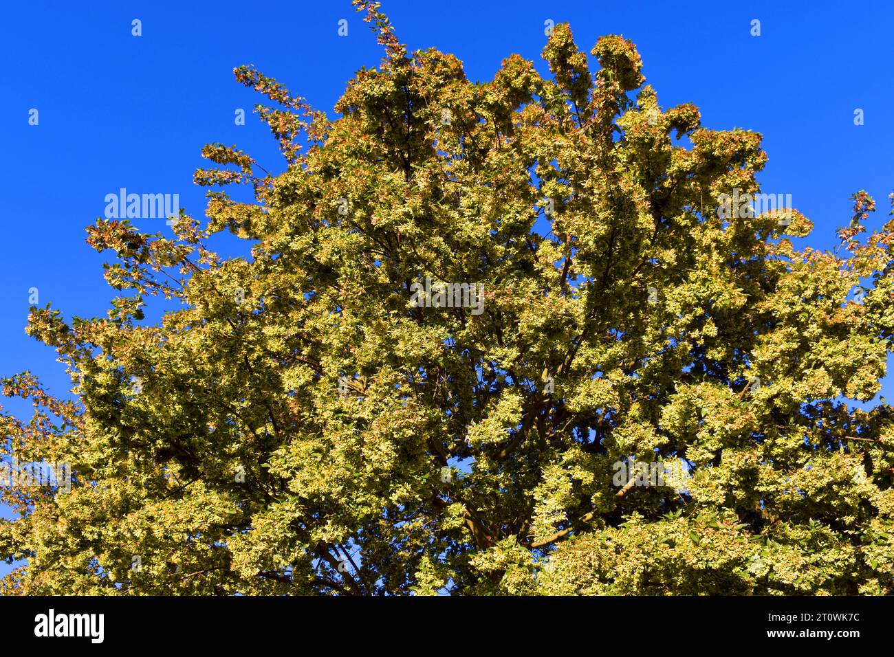 The Trident Maple Tree Acer Buergerianum With Branches Laden With