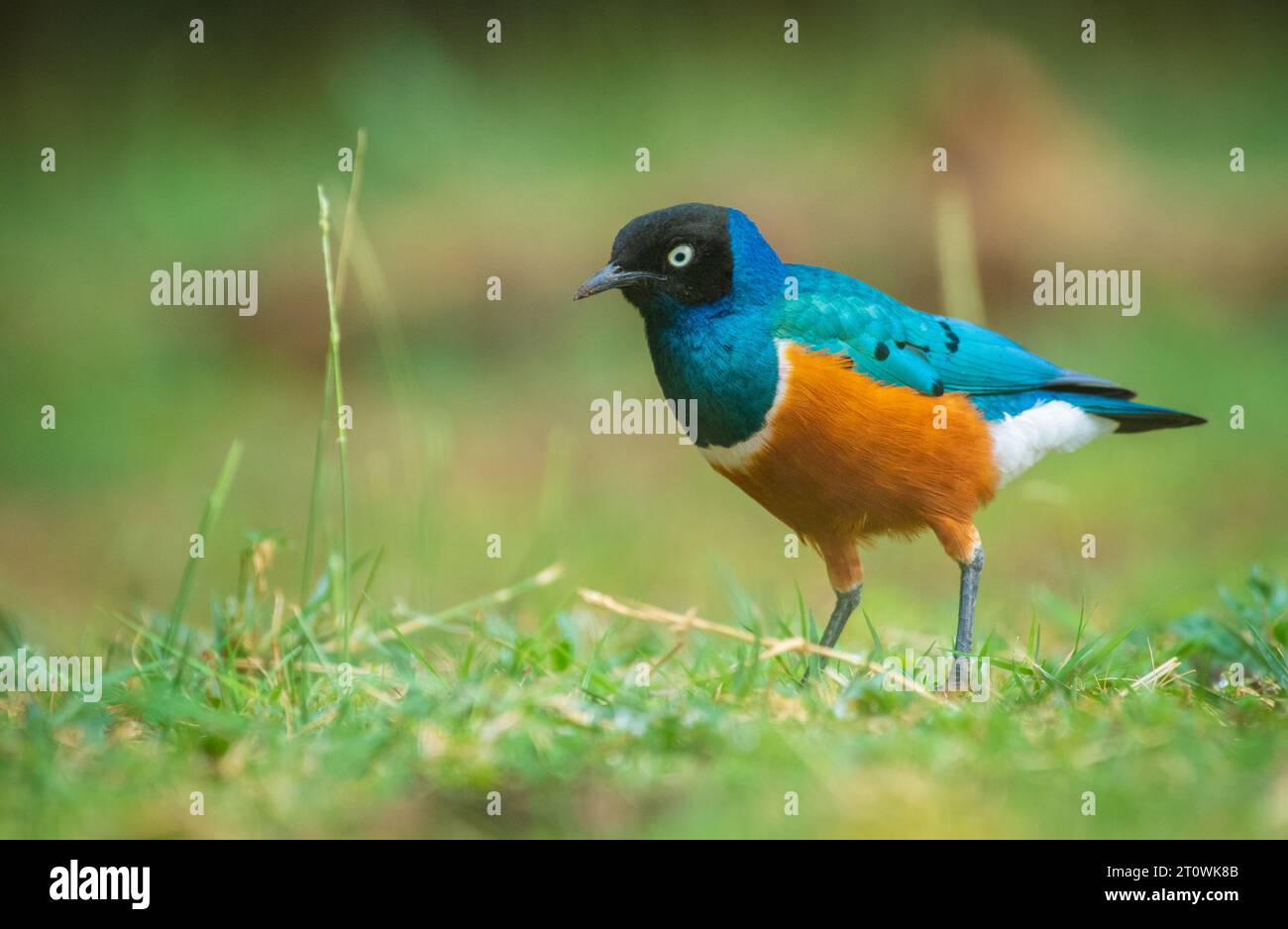Superb starling a member of the starling family. Lamprotornis superbus ...