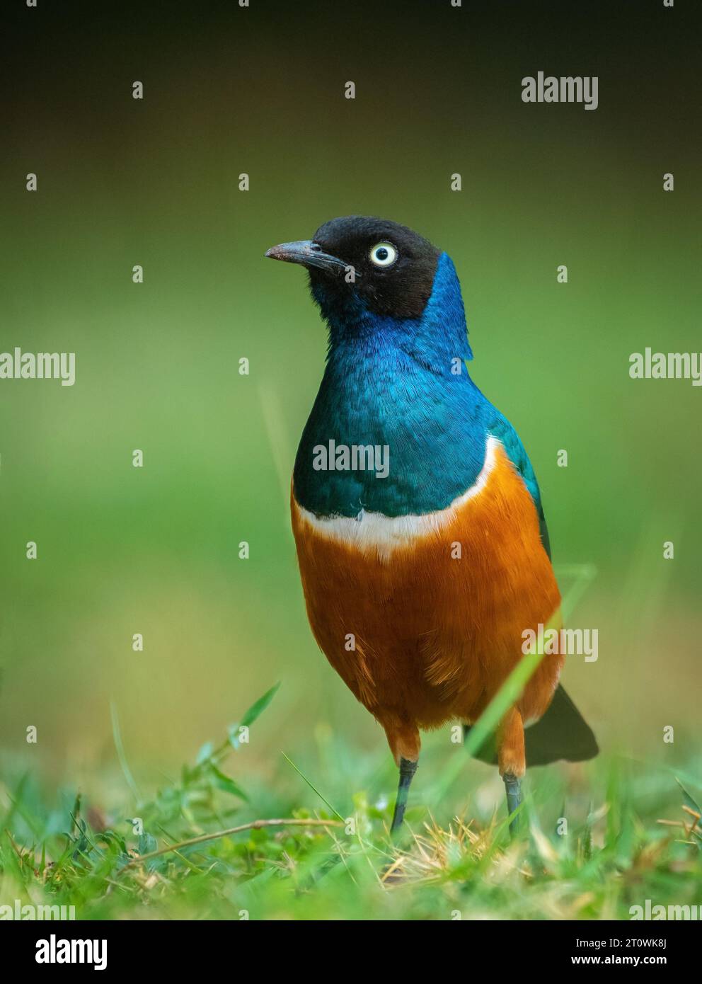 Superb starling a member of the starling family. Lamprotornis superbus ...