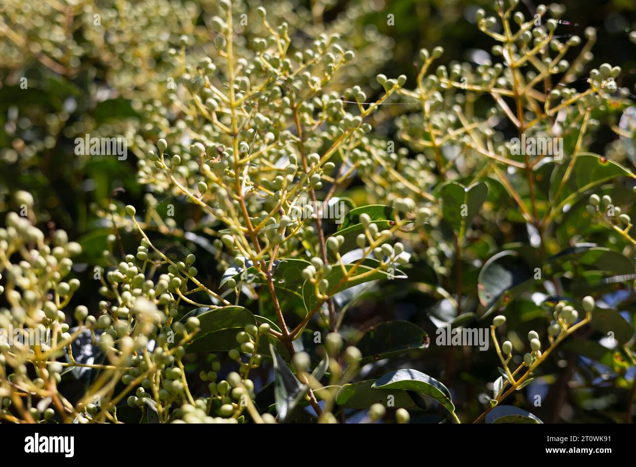 A peaceful forest scene with fruited plants Stock Photo - Alamy