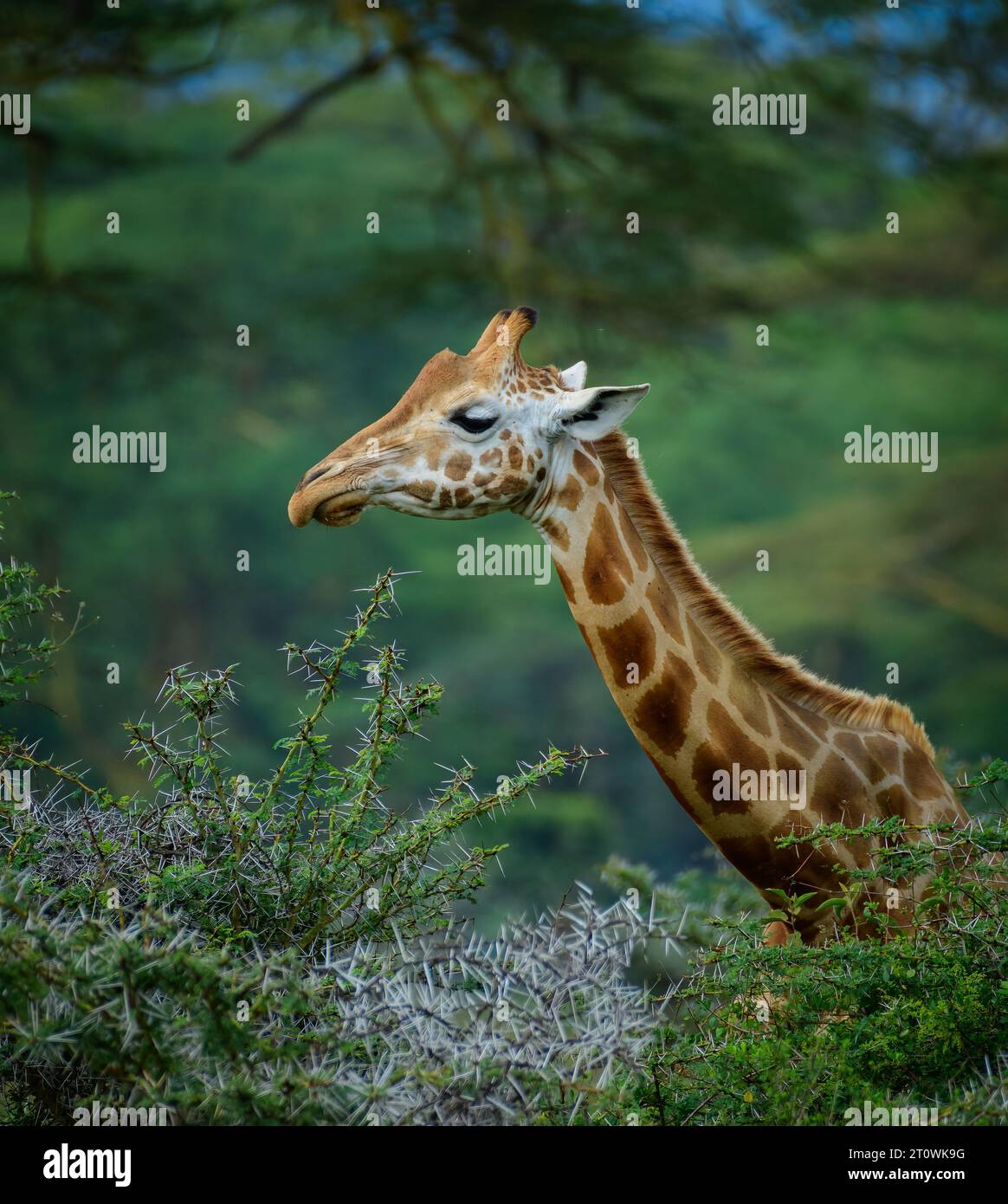 Nigerian tree hi-res stock photography and images - Alamy