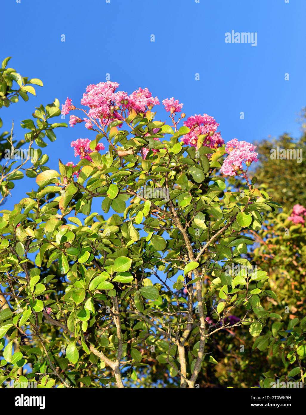 Branches, leaves and flowers of the crape myrtle (Lagerstroemia indica ...