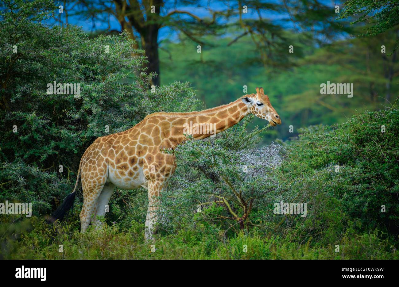 African giraffe, Niger giraffe or Nigerian giraffe, West African ...