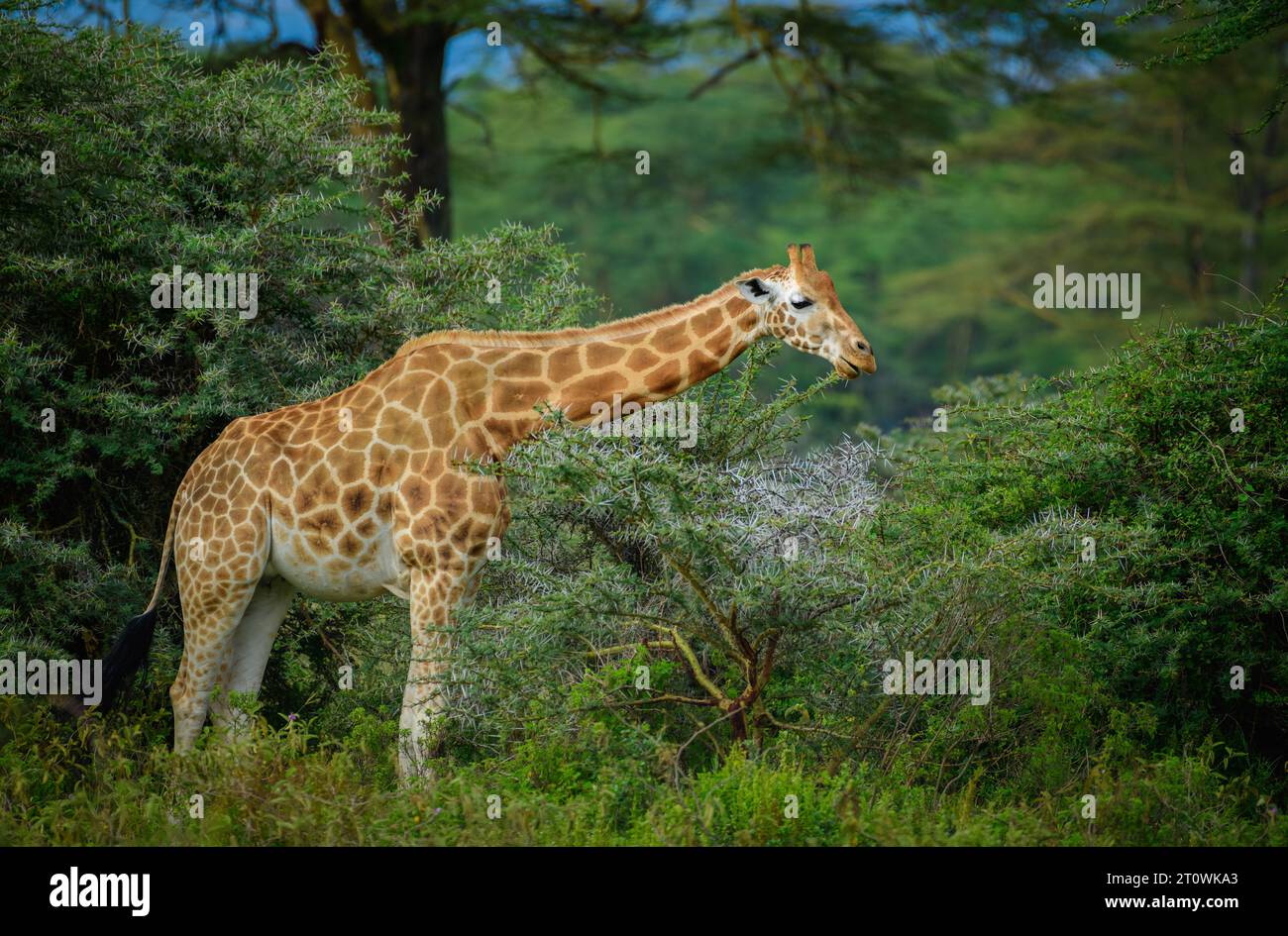 Nigerian tree hi-res stock photography and images - Alamy
