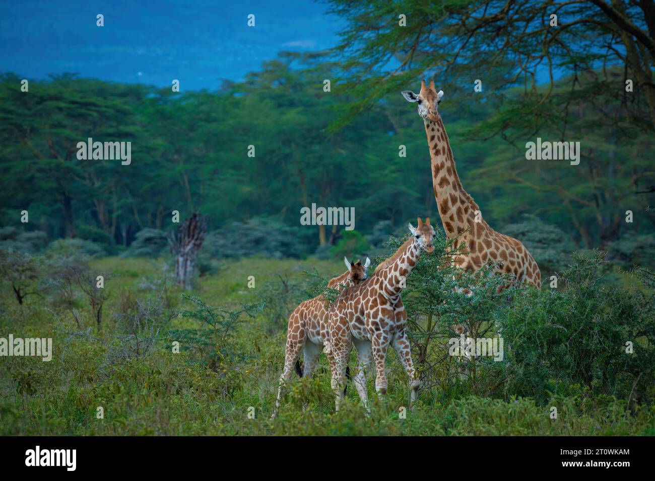 African giraffe, Niger giraffe or Nigerian giraffe, West African ...