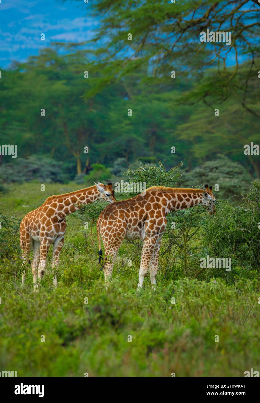 African giraffe, Niger giraffe or Nigerian giraffe, West African ...