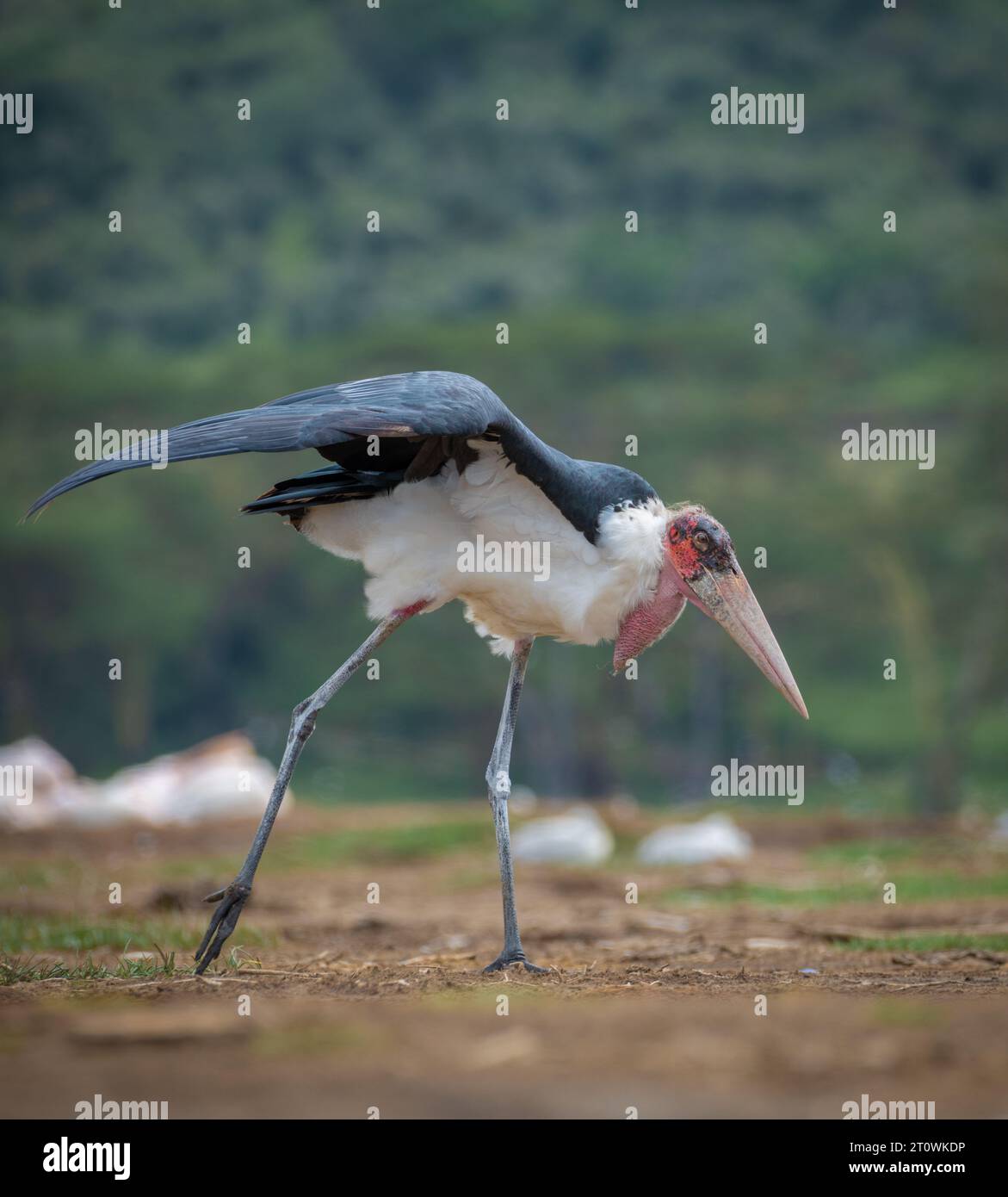Marabou stork large wading bird in the stork family, African Marabou ...
