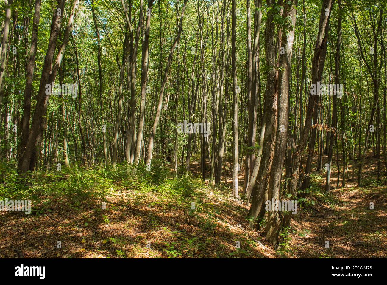 green, picturesque, calm, outdoors, no people, beauty, tourism, sun ...