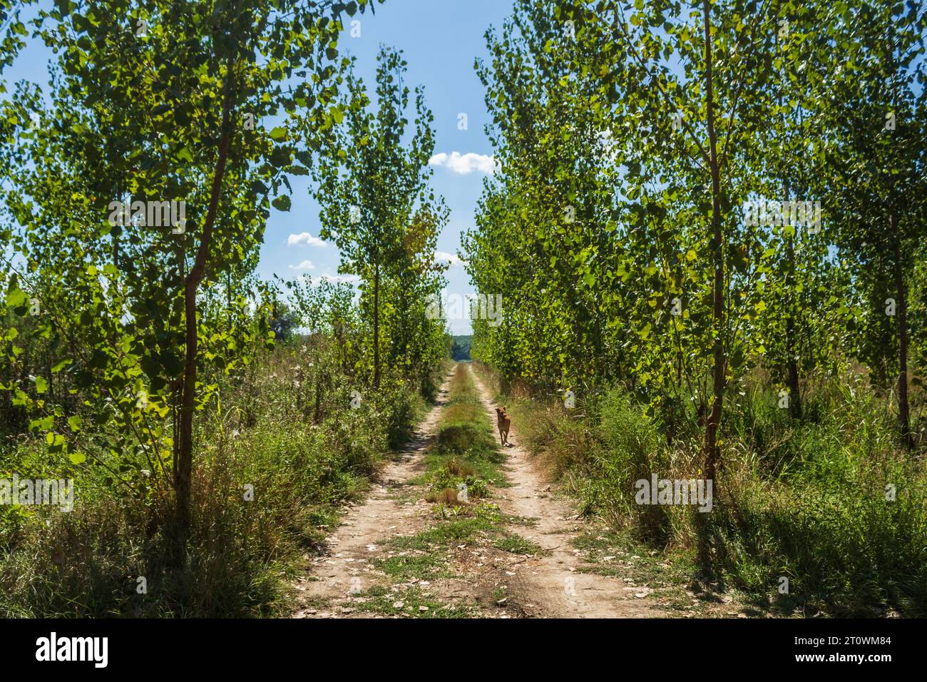 Trunk maple tree hi-res stock photography and images - Alamy