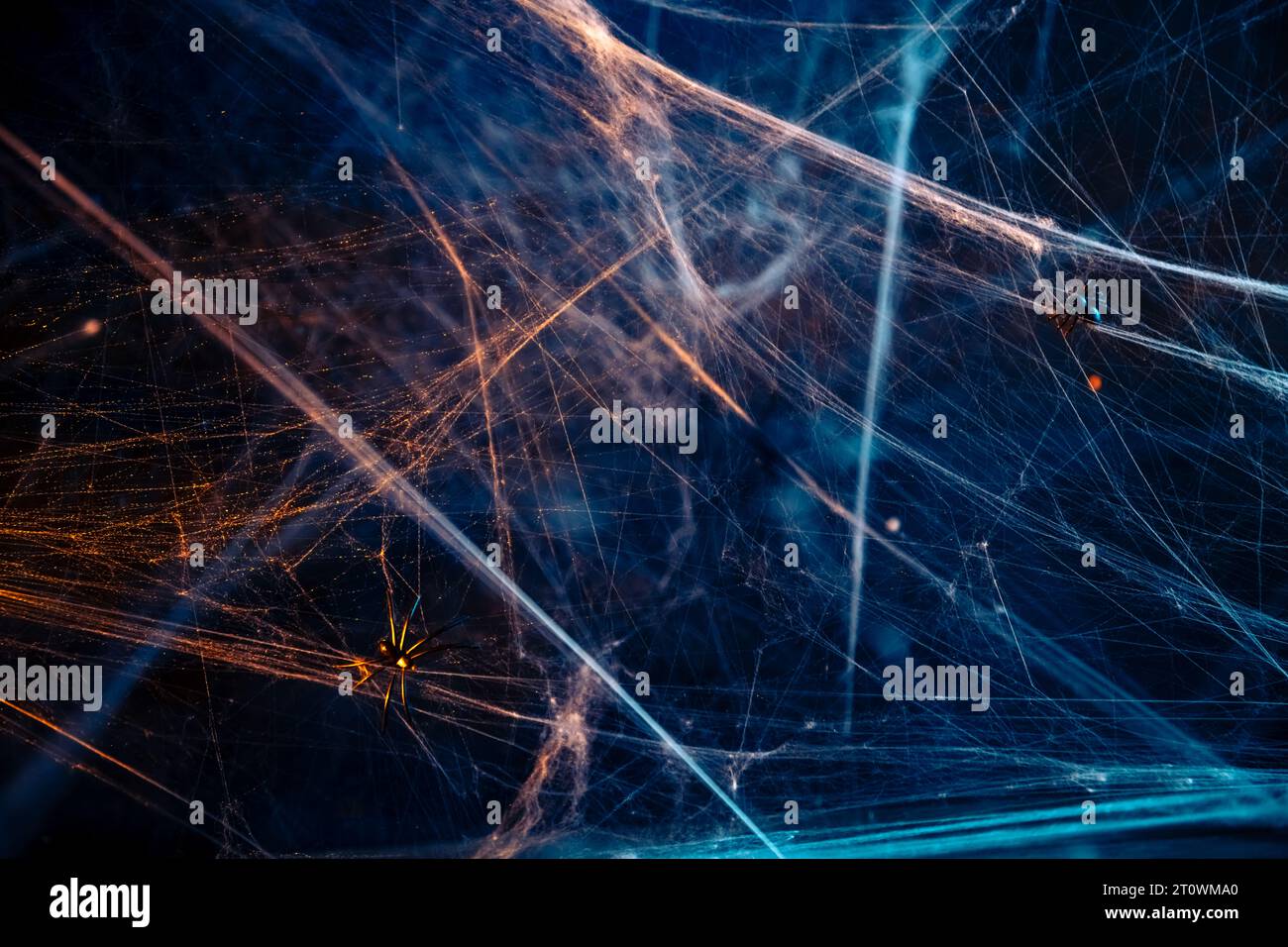 Scary spider crawls on web hi-res stock photography and images - Alamy