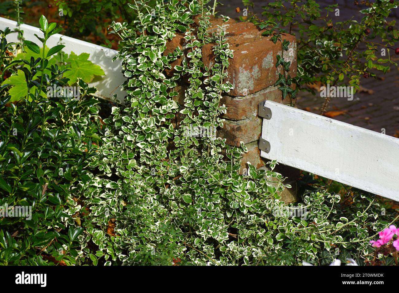 Fortune's spindle (Euonymus fortunei) variegated leaves and Japanese ...
