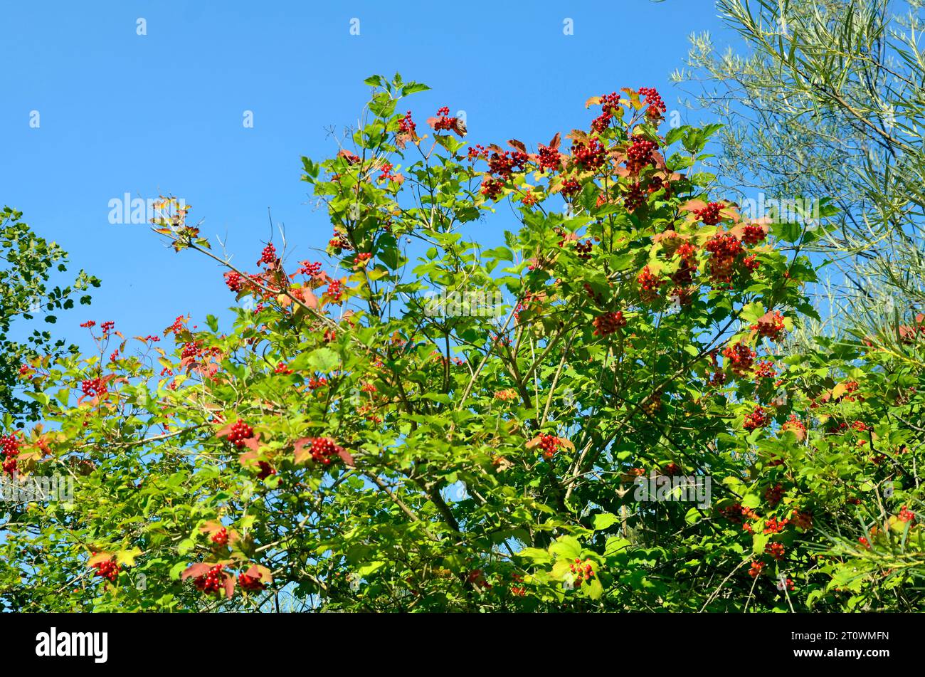 Leaves and red fruits of guelder-rose tree (Viburnum opulus) with blue ...