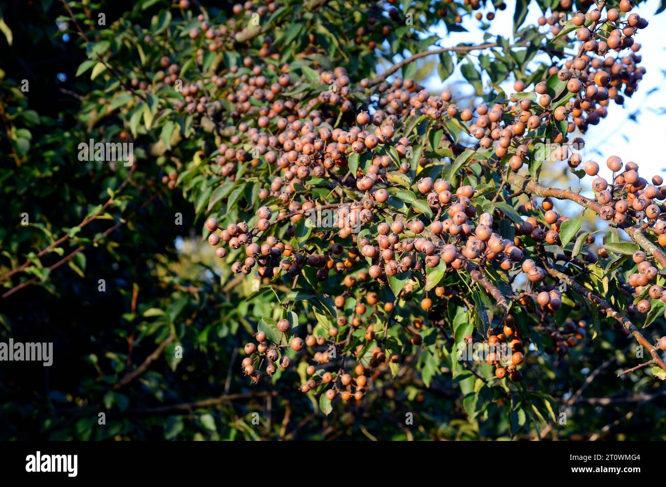 The Plymouth pear or wild pear tree (Pyrus cordata) with branches ...