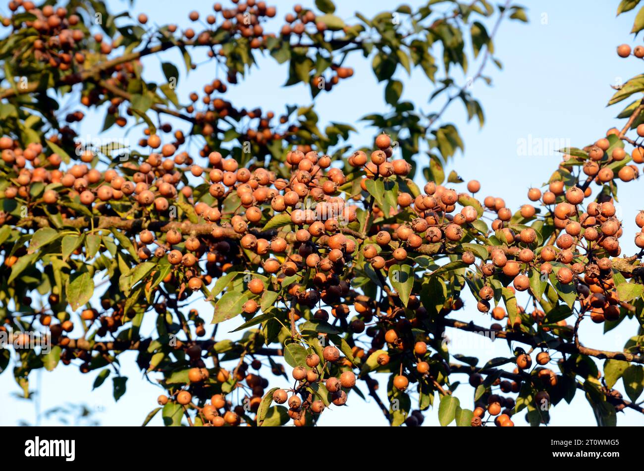 The Plymouth pear or wild pear tree (Pyrus cordata) with branches ...