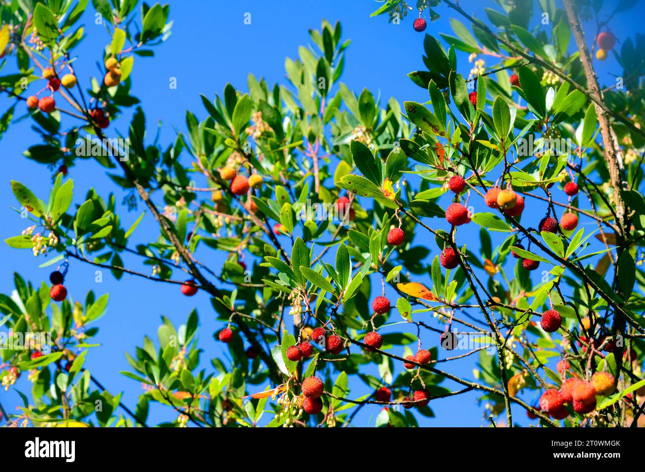Branches of the strawberry tree (Arbutus unedo) loaded with red berries ...