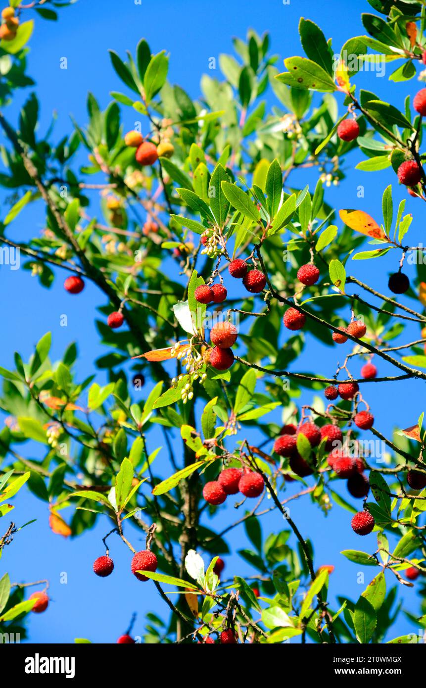 Branches of the strawberry tree (Arbutus unedo) loaded with red berries ...