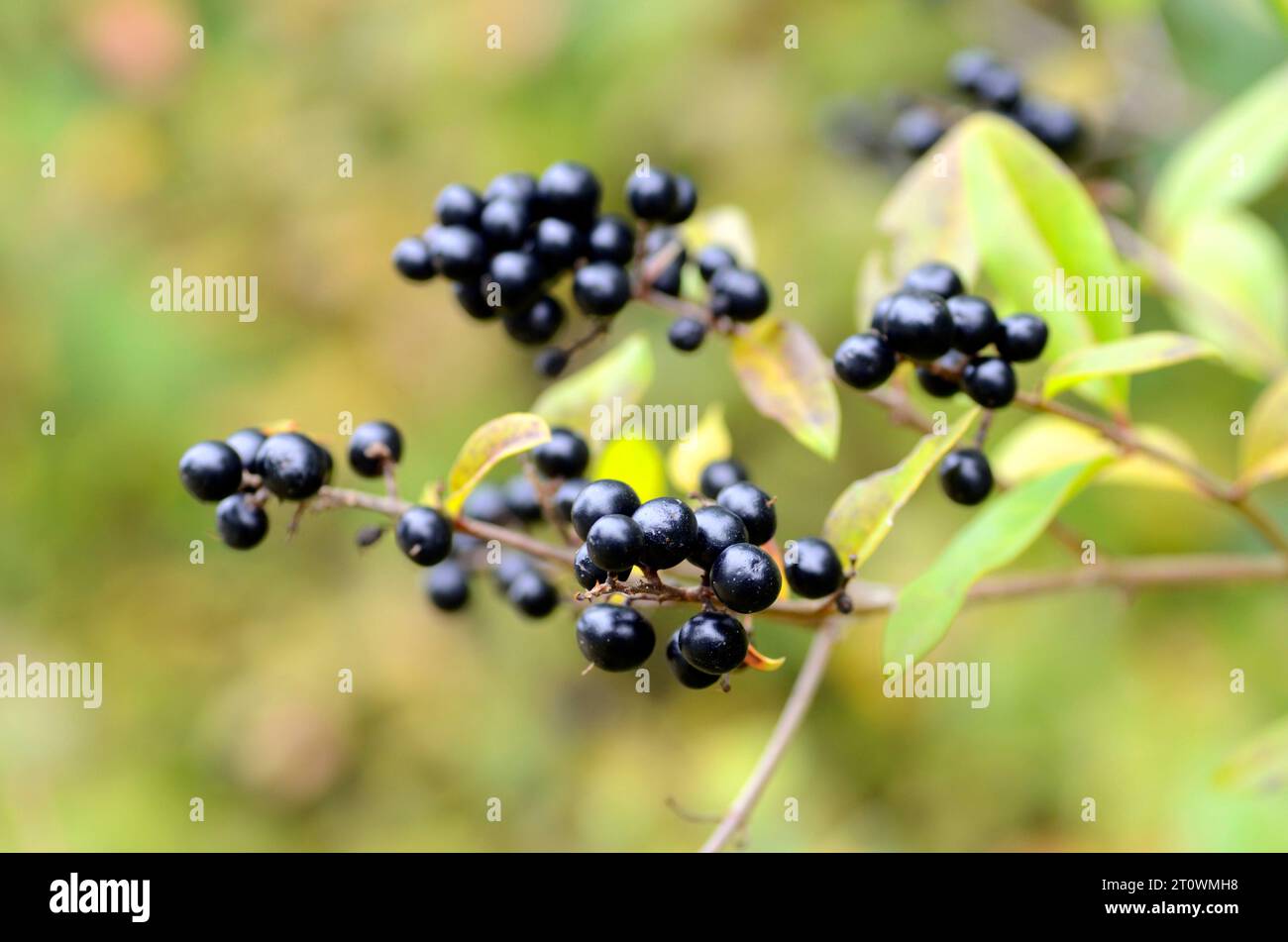 Black fruits european privet hi-res stock photography and images - Alamy