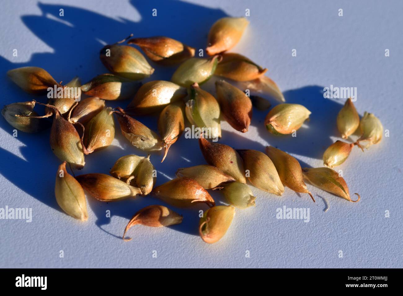 Wild garlic seeds (Allium sp) on a white background Stock Photo - Alamy