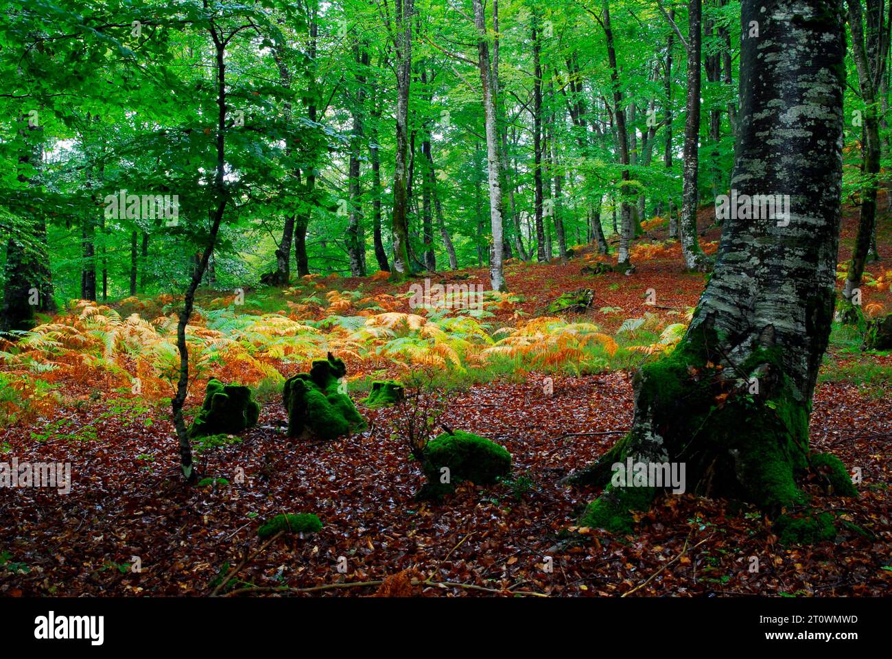 A beech forest (Fagus sylvatica) and ferns in autumn colors Stock Photo ...