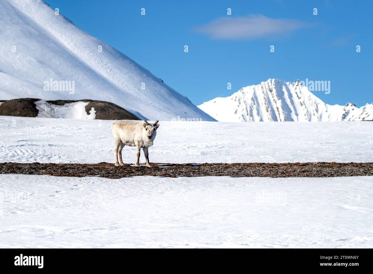 Young reindeer on the arctic tundra, Svalbard, a Norwegian archipelago ...