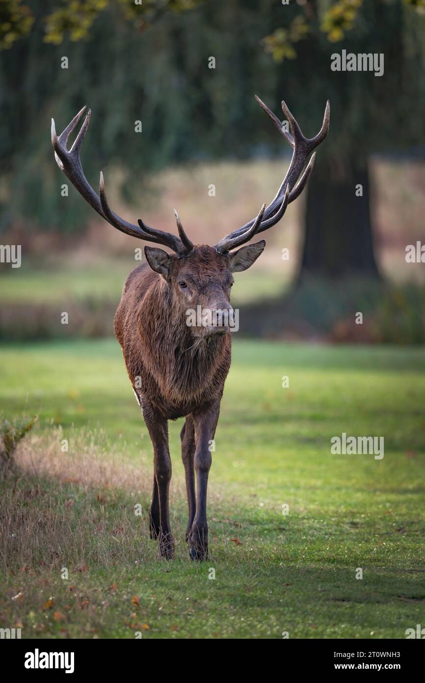 Old male red deer with impressive antlers on the lookout for a female ...