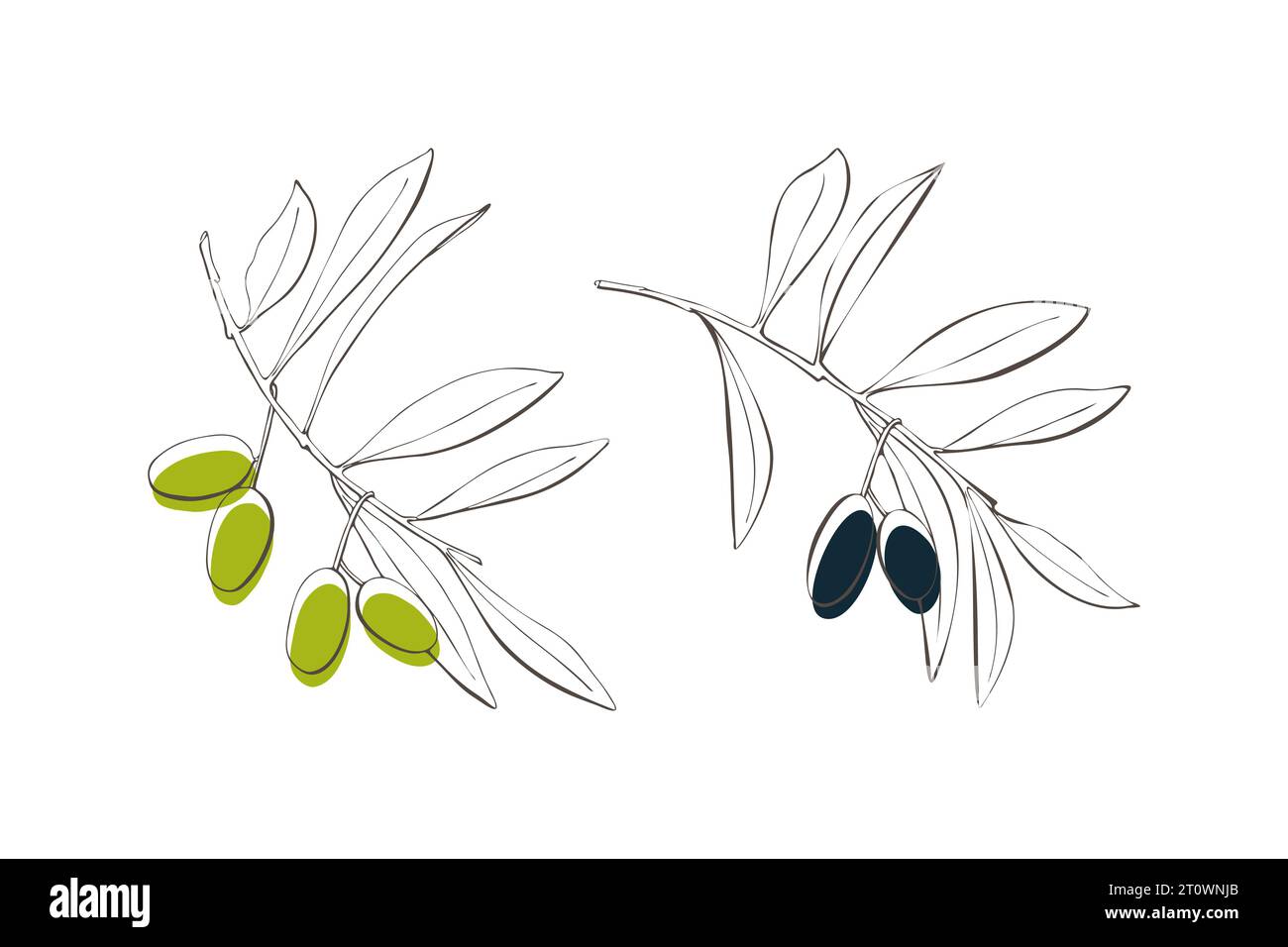 Italian olive tree single Stock Vector Images - Alamy