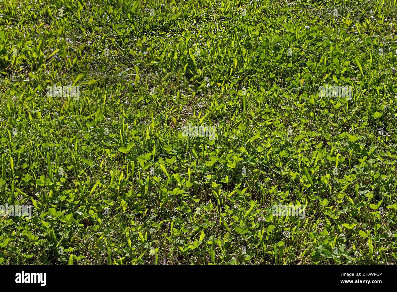 Green garden plants outside on a ground soil Stock Photo - Alamy