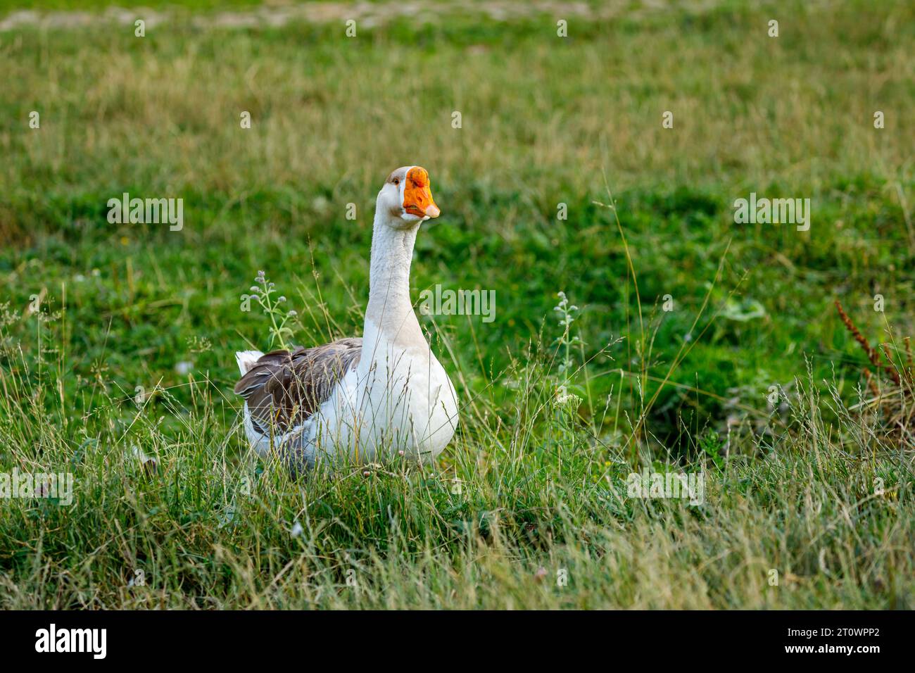 A domestic goose at a farm Stock Photo - Alamy