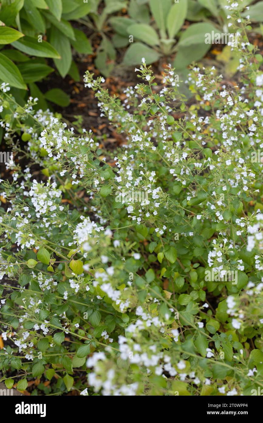 Calamintha nepeta - lesser calamint Stock Photo - Alamy