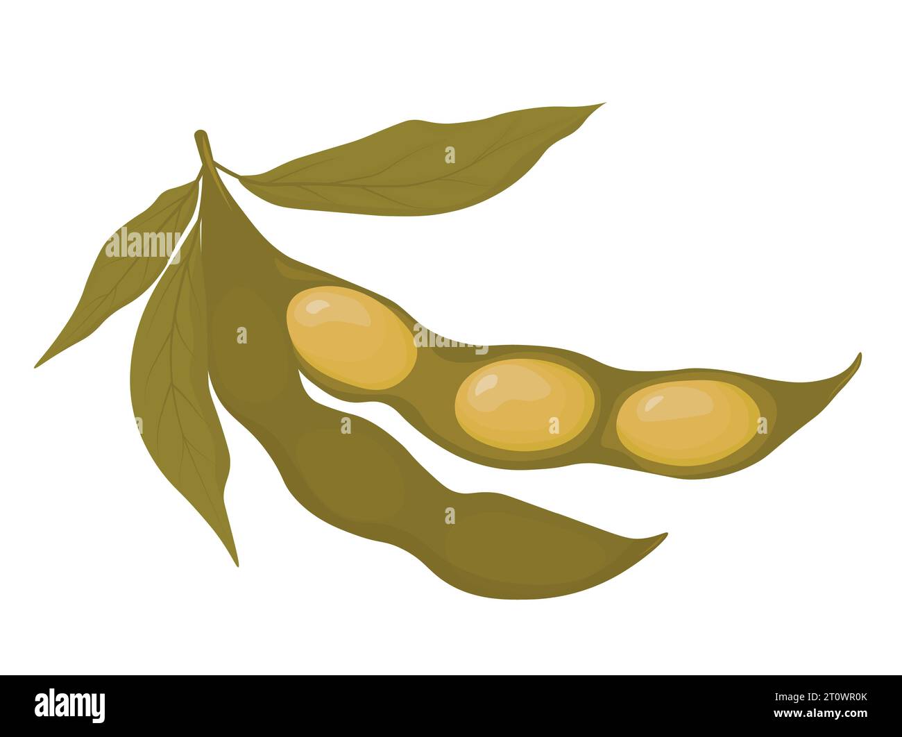 Soybean Pod Illustration