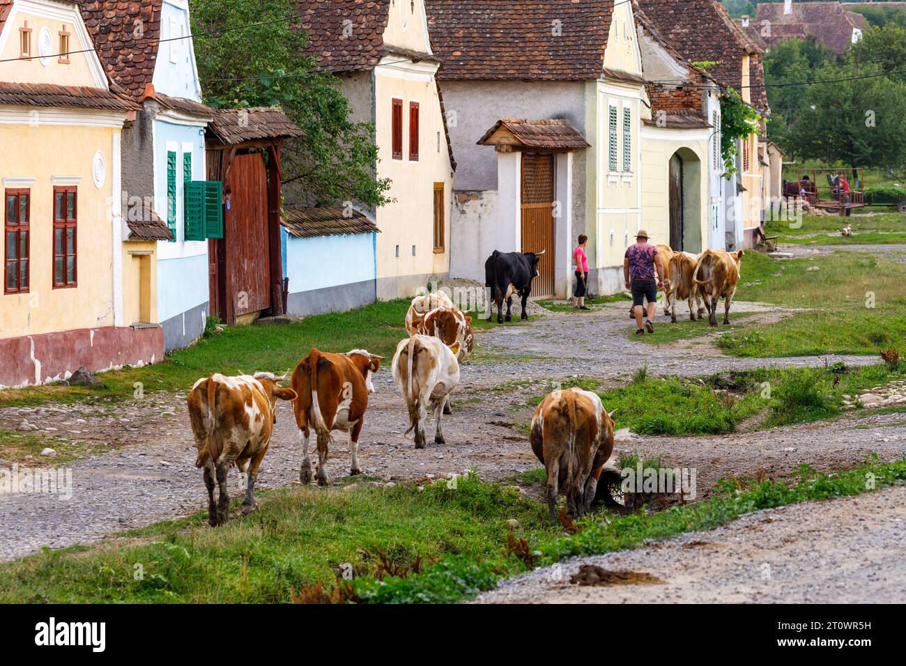 Cows in the village of Viscri in Romania Stock Photo - Alamy