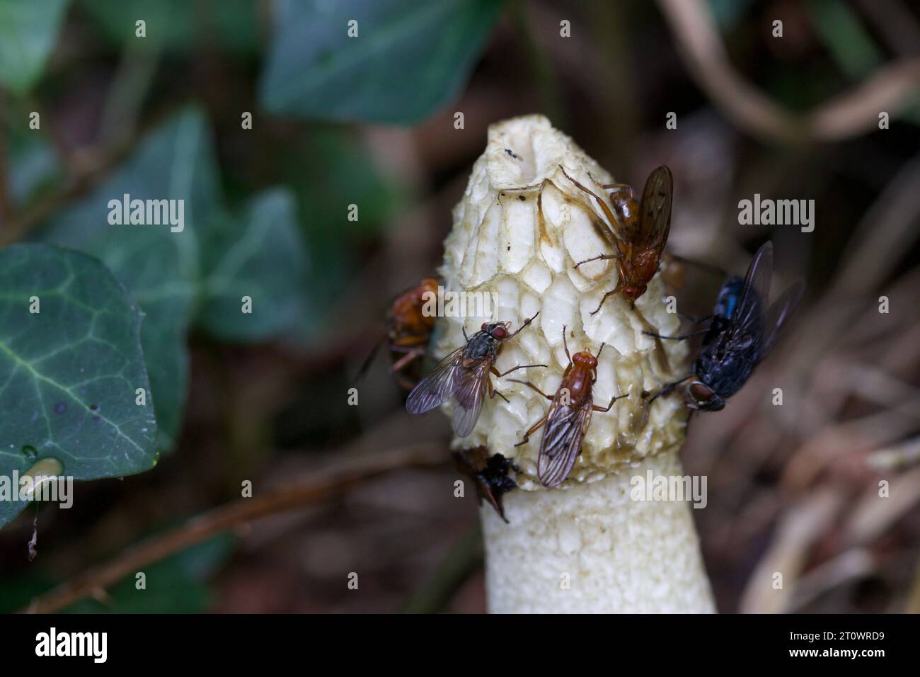 Flies feeding on the spore mass of a Stinkhorn Fungus, Phallus ...