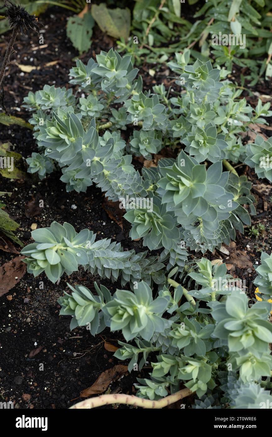 Myrtle spurge hi-res stock photography and images - Alamy