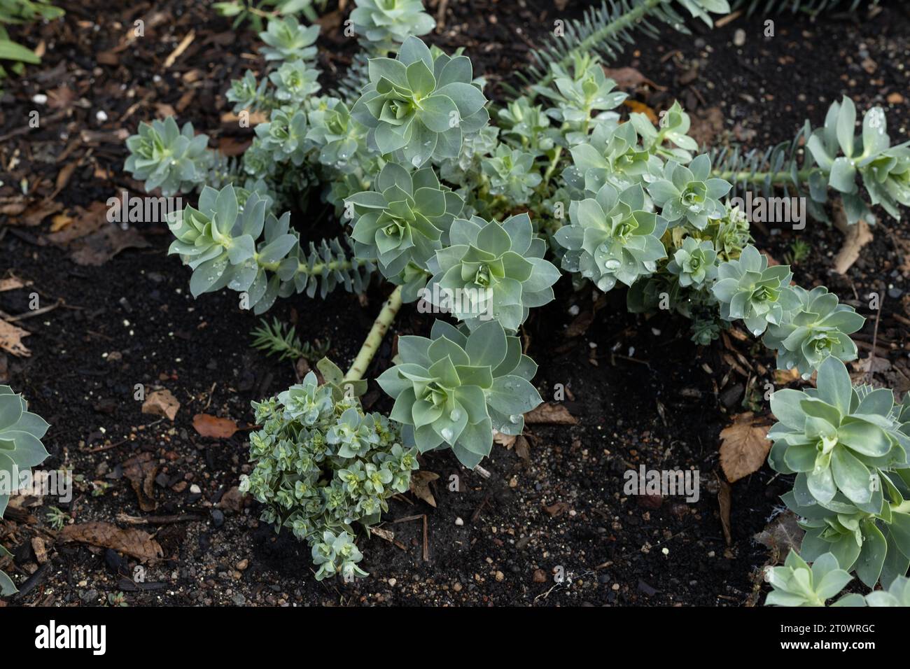 Euphorbia myrsinites - Myrtle Spurge Stock Photo - Alamy