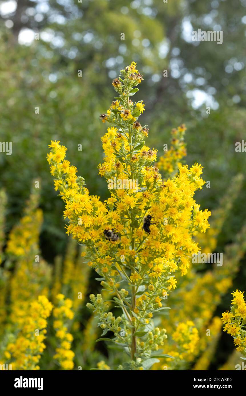 Solidago Mollis
