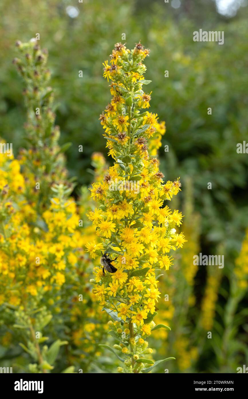 Wichita plant hi-res stock photography and images - Alamy