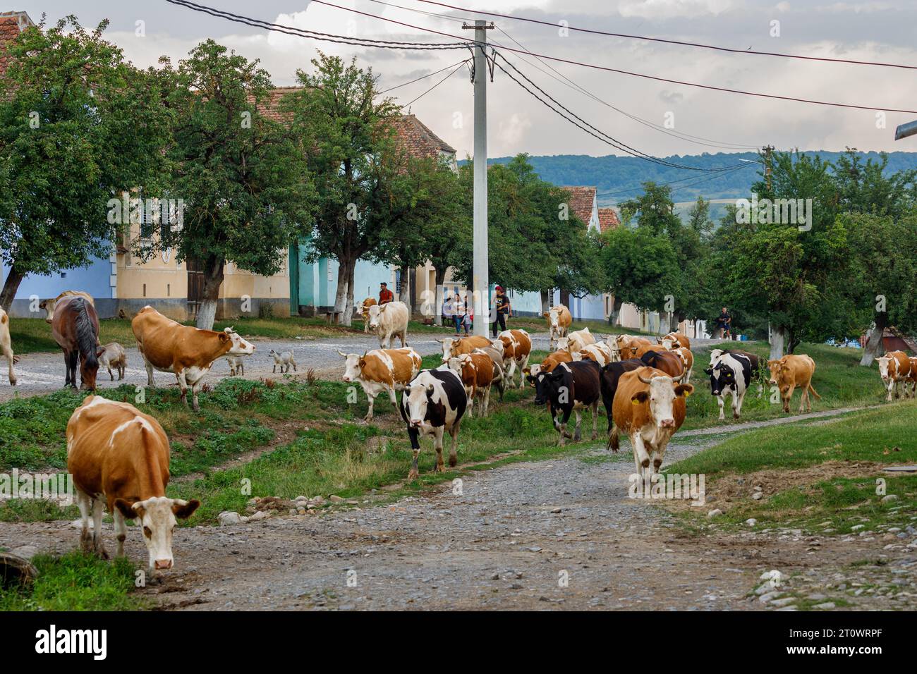 Cows in the village of Viscri in Romania Stock Photo - Alamy