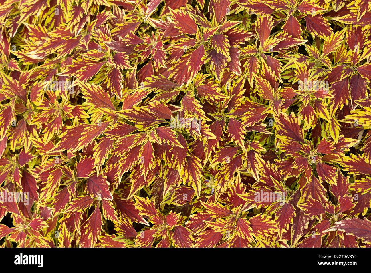 Flamethrower coleus hi-res stock photography and images - Alamy