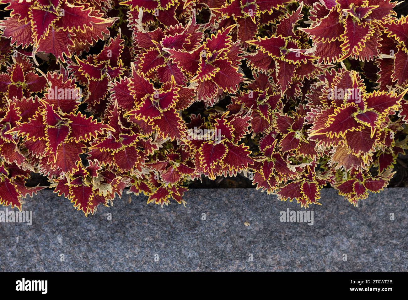Plectranthus scutellarioides 'Copperhead' coleus Stock Photo - Alamy