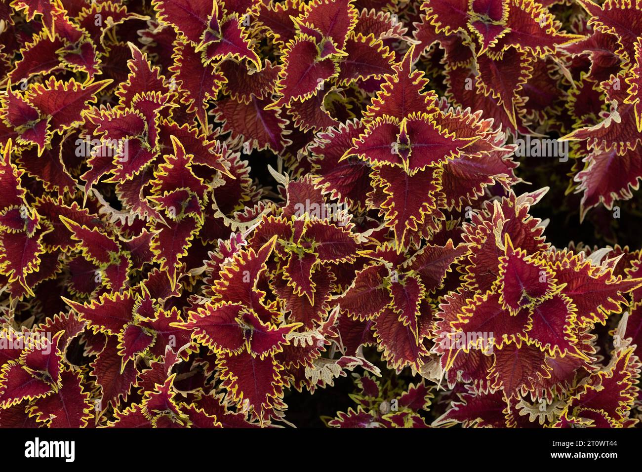Plectranthus scutellarioides 'Copperhead' coleus Stock Photo - Alamy