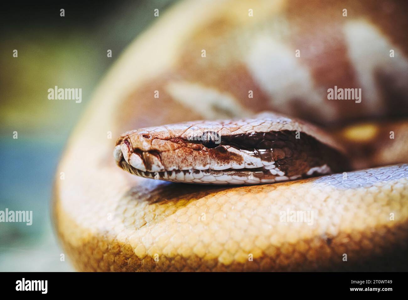 Portrait of a beautiful boa constrictor Stock Photo - Alamy