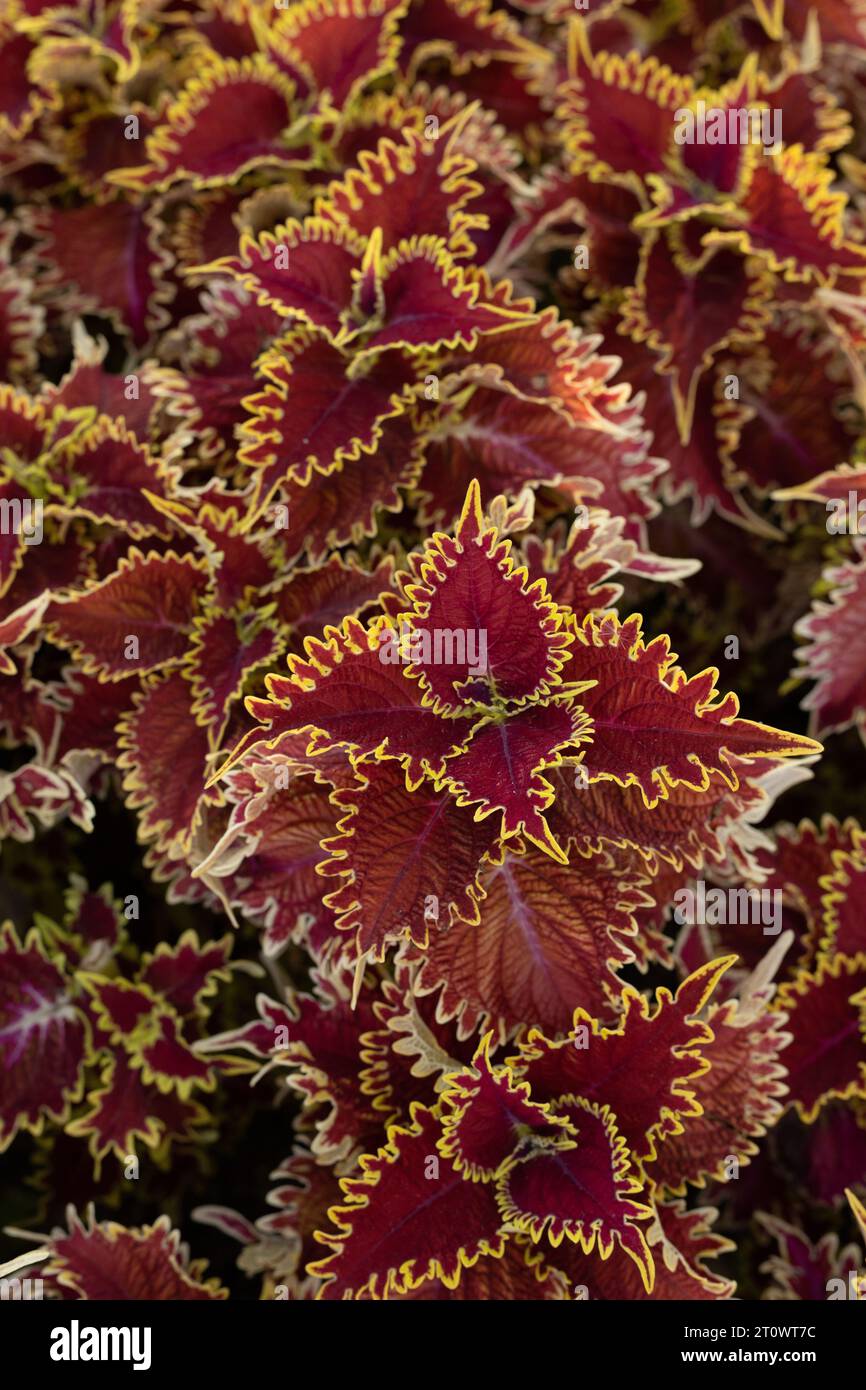 Plectranthus scutellarioides 'Copperhead' coleus Stock Photo - Alamy