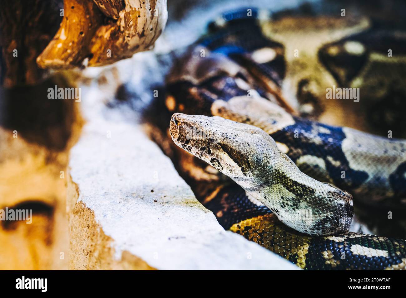Portrait of a beautiful boa constrictor Stock Photo - Alamy