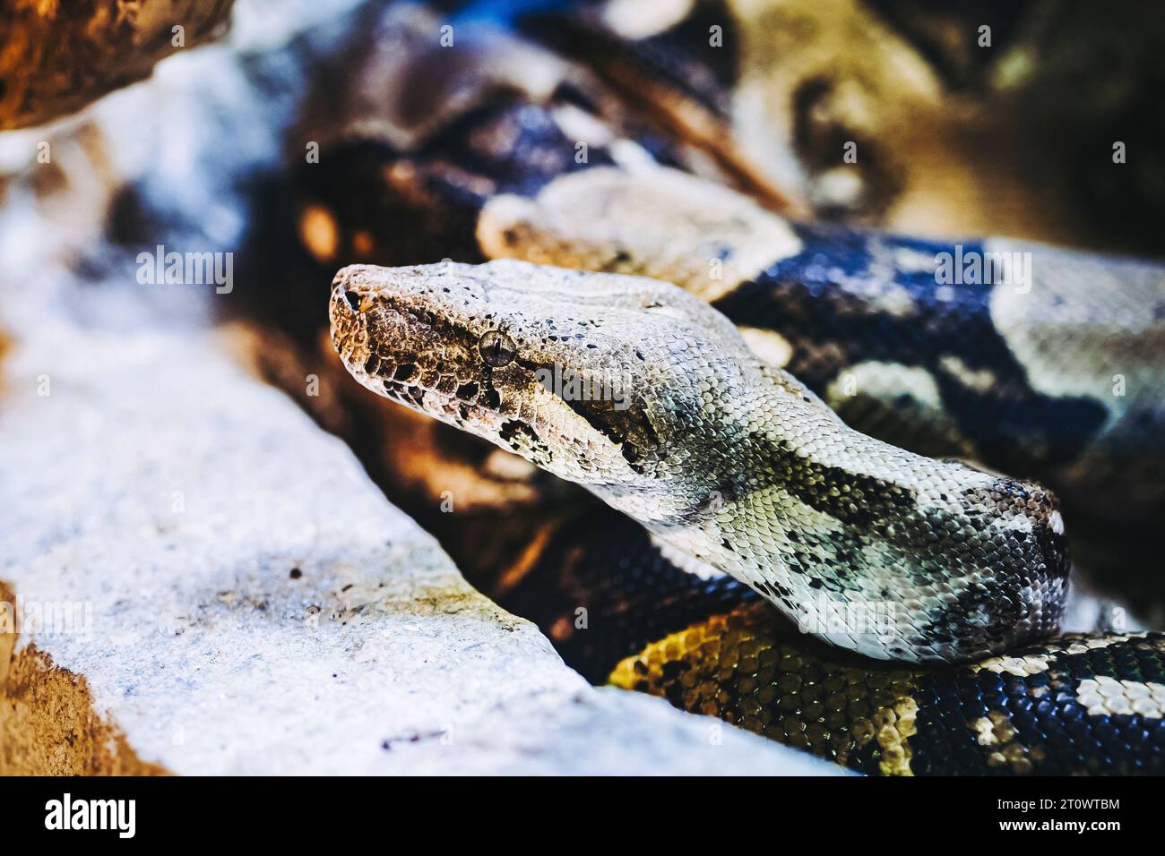 Beautiful boa hi-res stock photography and images - Alamy