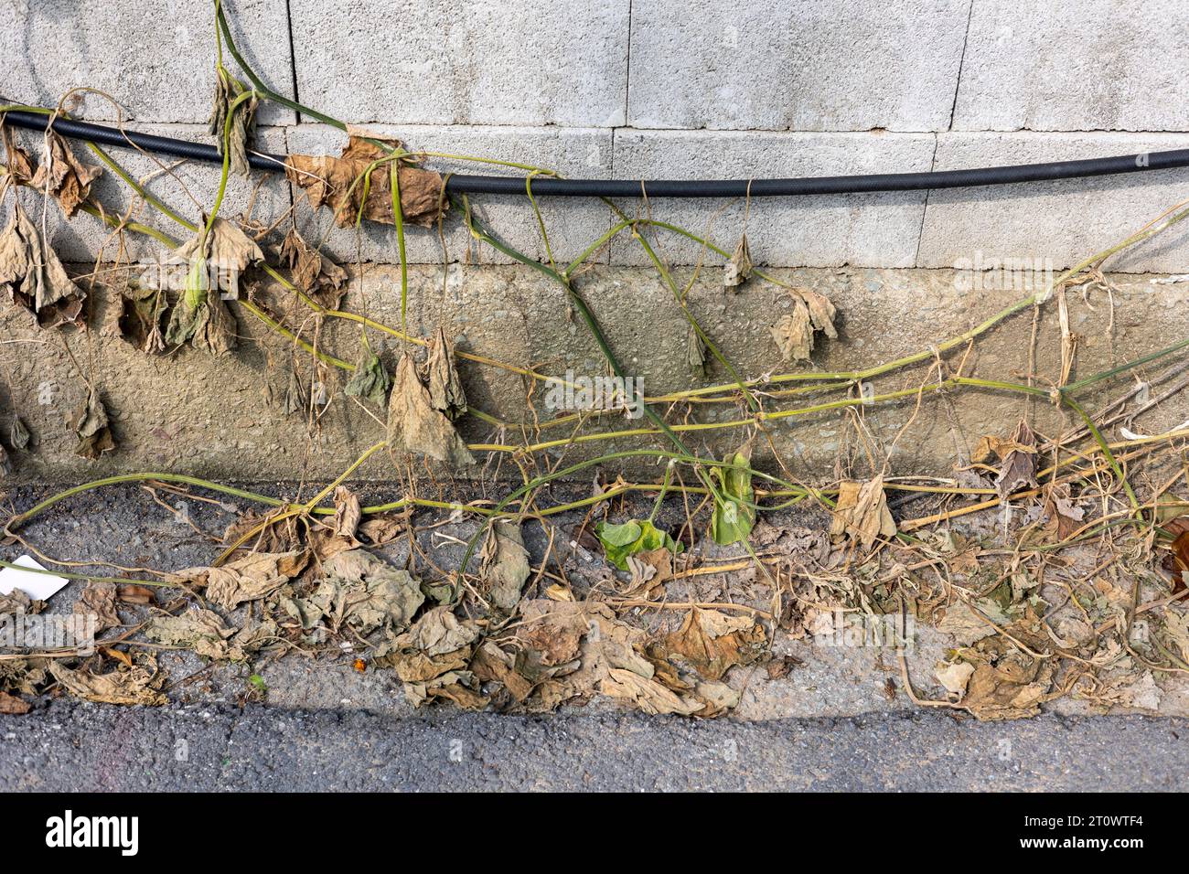Withered plant vine wrapped around an old wall Stock Photo - Alamy