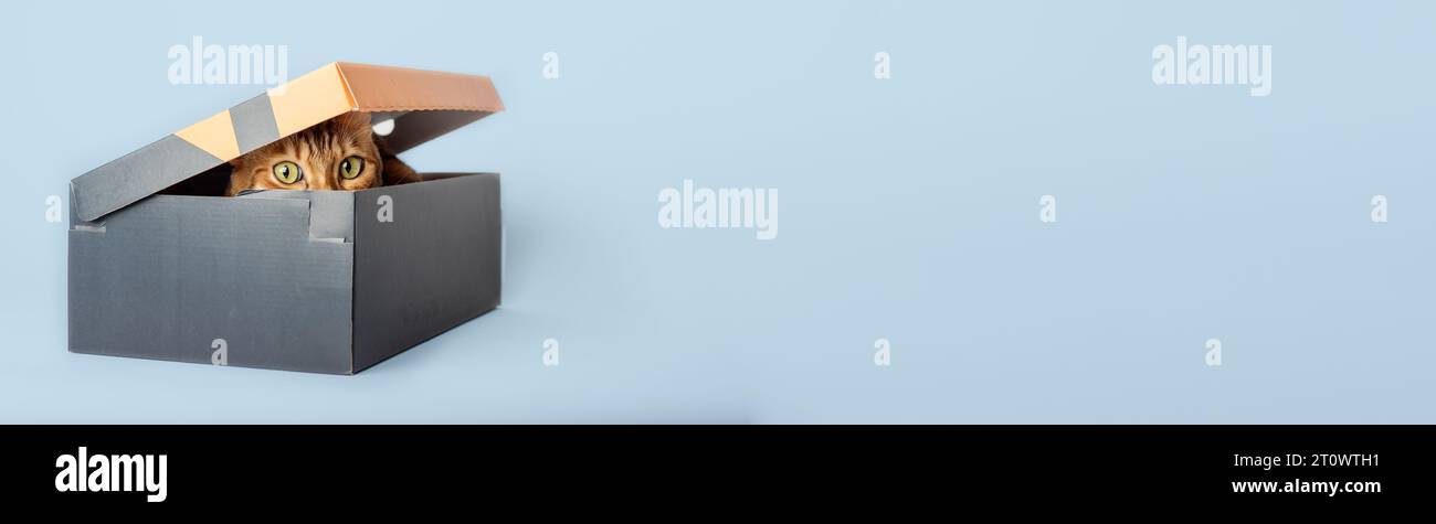 Hiding in a box hi-res stock photography and images - Alamy