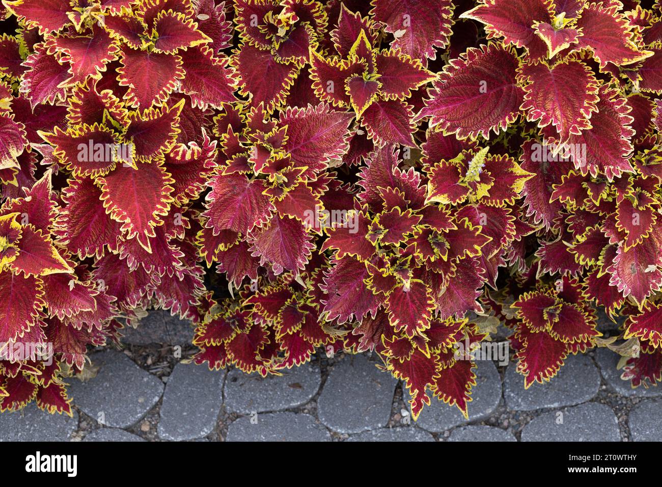 Plectranthus scutellarioides 'Vulcan' coleus Stock Photo - Alamy