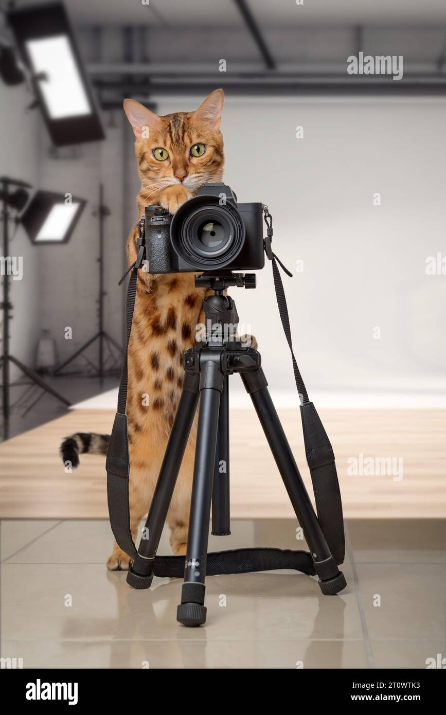 Bengal cat with a SLR camera in front of a photo studio. Cat ...